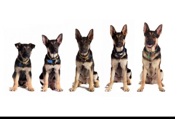 German Shepherd Growth Chart: Guides About Height And Weight Of A GSD ...