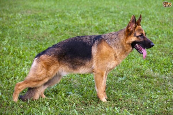 German Shepherd Temperament - Allgshepherds