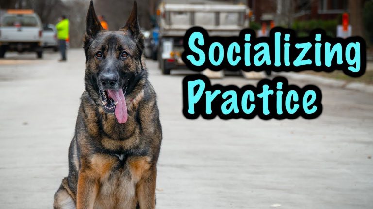 How to Socialize Your German Shepherd - Allgshepherds