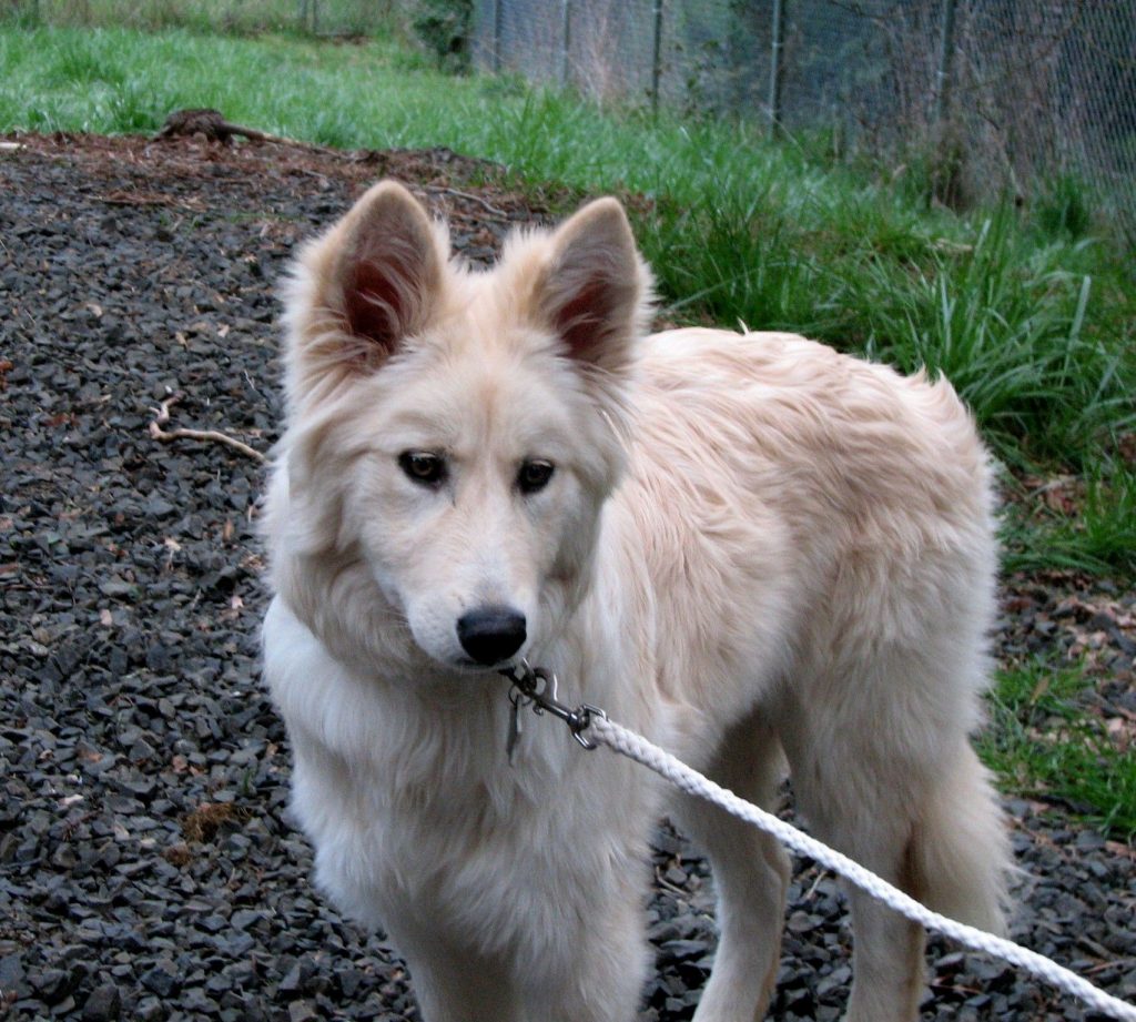 German Shepherd Samoyed Mix - Allgshepherds