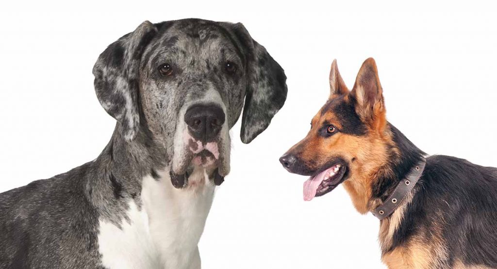 Great Dane German Shepherd Mix (Guides) - Allgshepherds