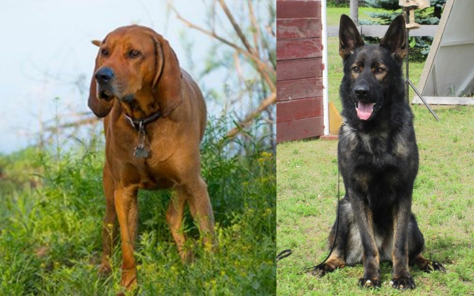 German Shepherd Coonhound Mix: Everything You Need to Know - Allgshepherds
