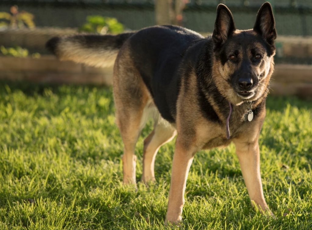 Why Do German Shepherds Growl? - Allgshepherds